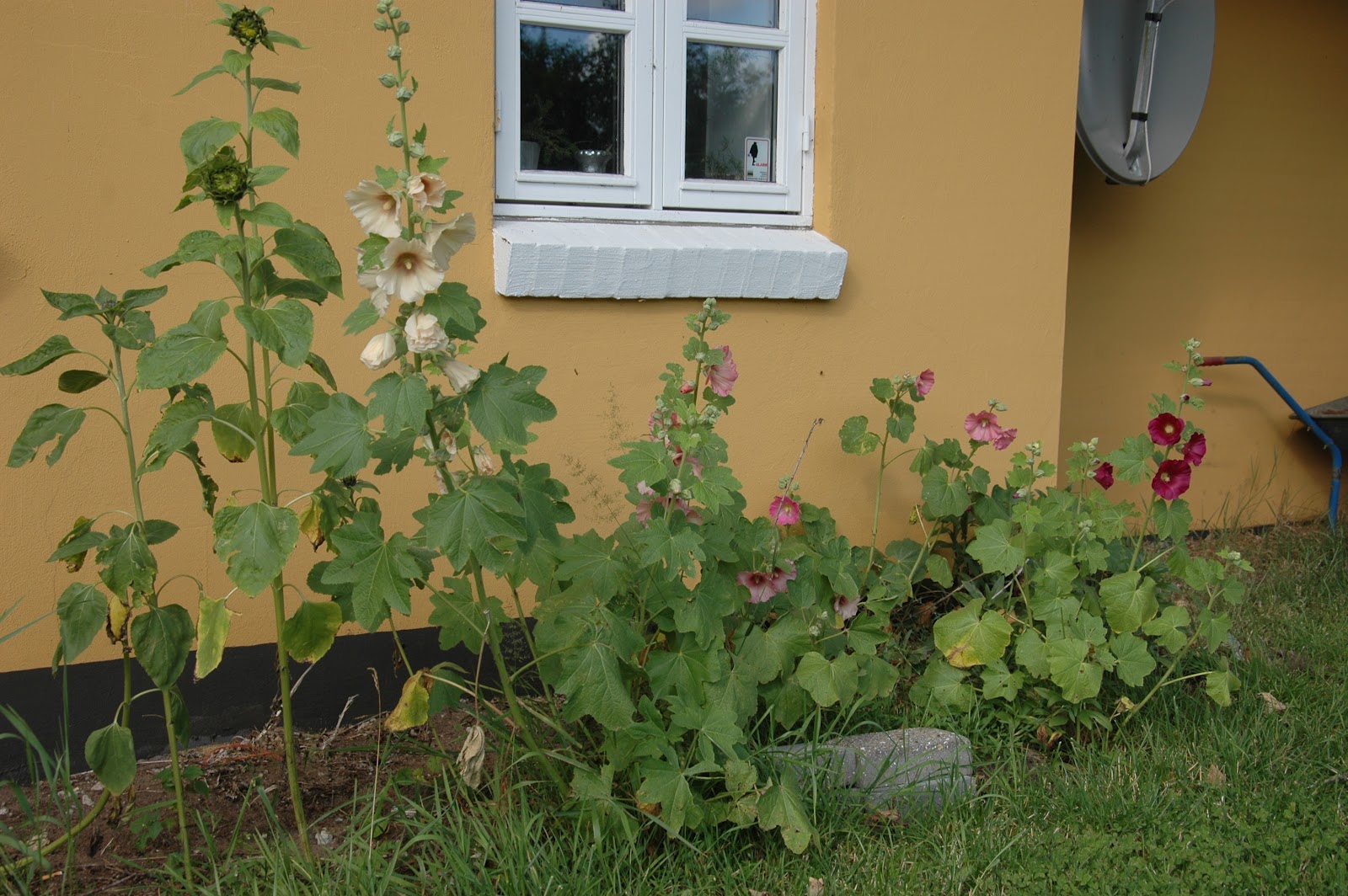 Mit grønne univers: Stokroser og påbegyndt renovering af redskabsrum.
