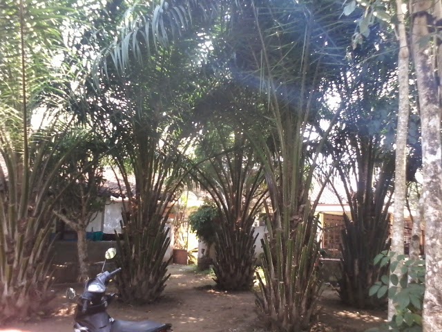 Jenis pohon perindang taman, jenis pohon peneduh, pohon pelindung ...