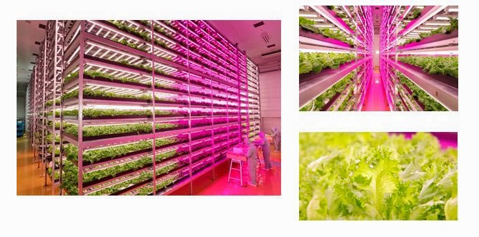 New LED-farm capable of harvesting 1.5 times more vegetable unveiled in ...