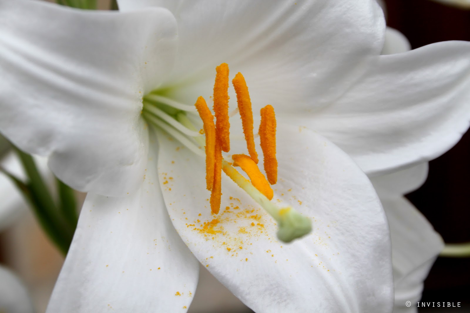 Invisible SLG Photos: Azucenas Blancas - Lilium candidum