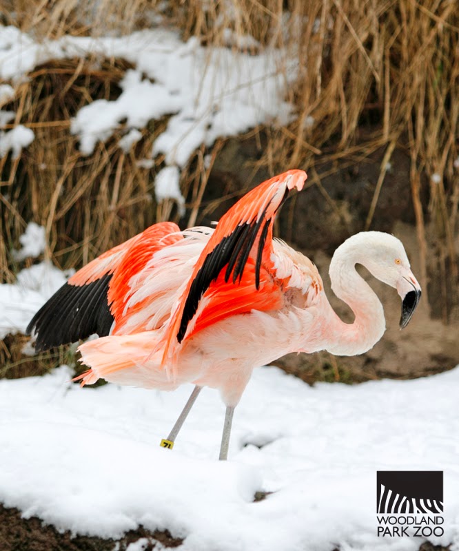 Snow day at Woodland Park Zoo