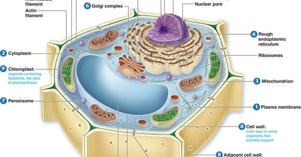 Cell Biology : Introduction and Discovery Of Cells | Study Of Plant