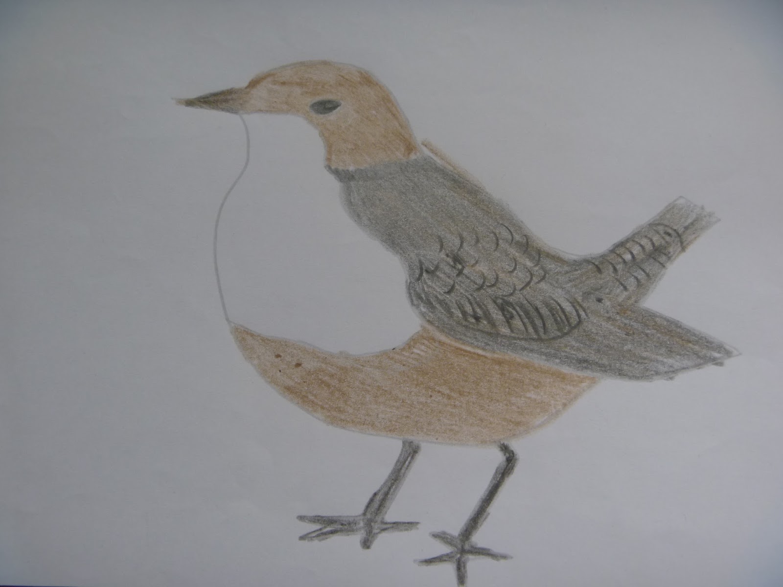 Crafty Green Poet: Dipper for Draw a Bird Day