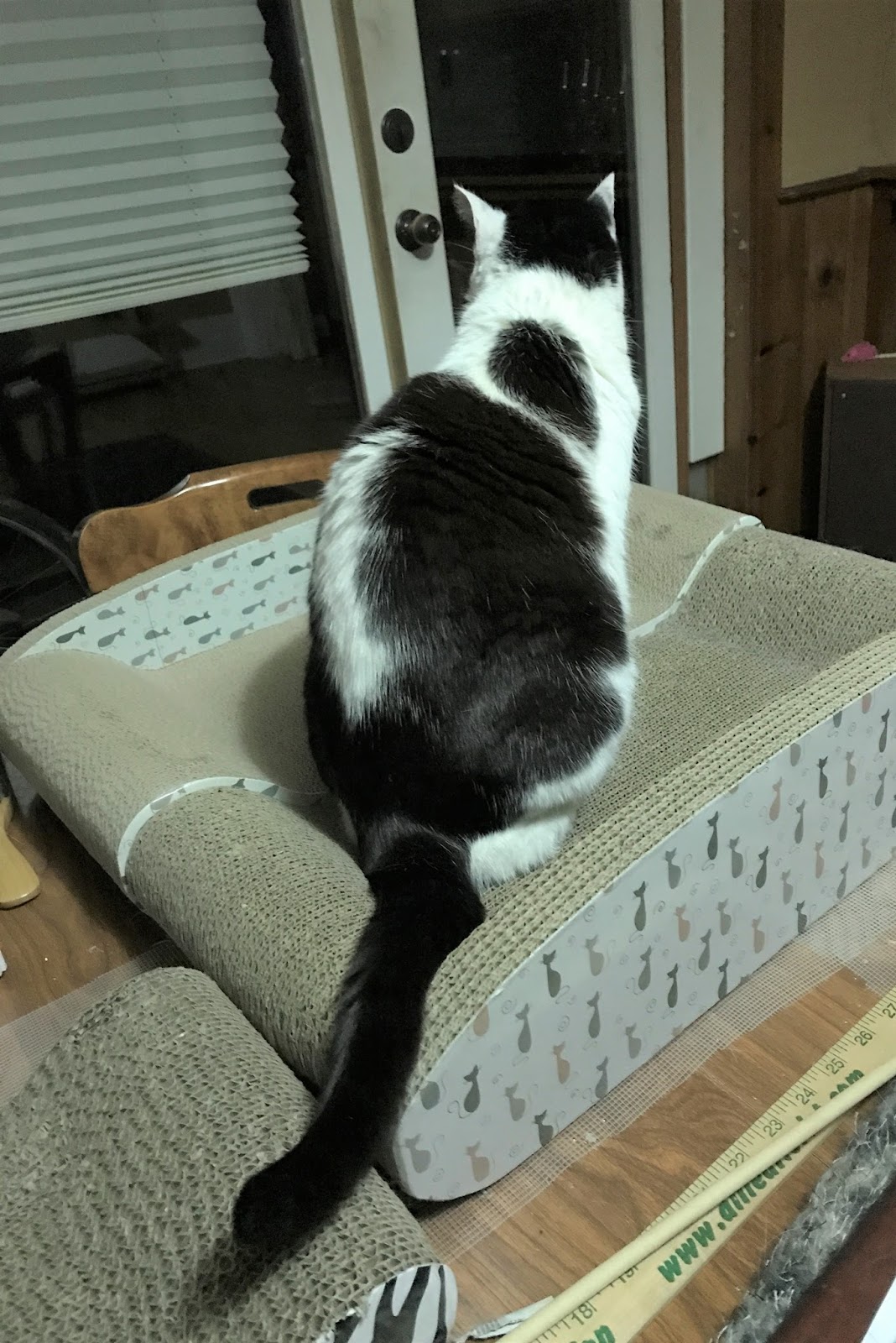 Eastside Cats: Bummer...Bummer...YAY!