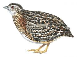 Laberinto en extinción: Torillo de Nueva Caledonia (Turnix novaecaledoniae)