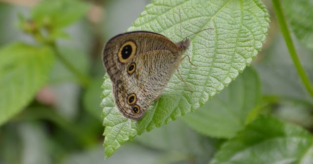 The Forested Path (and Beyond): BUTTERFLIES of RAUB: The Common Three ...