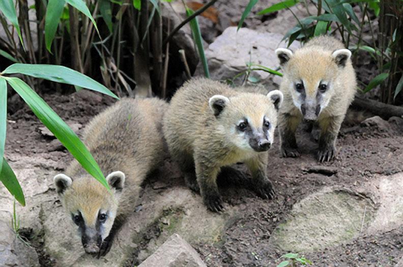Coati
