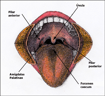 Introducción a la Periodoncia: febrero 2012