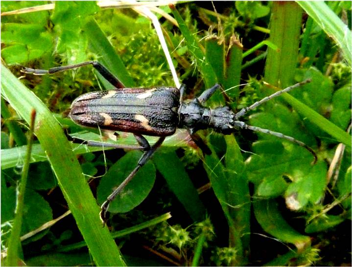 Insects of Scotland: Other Beetles