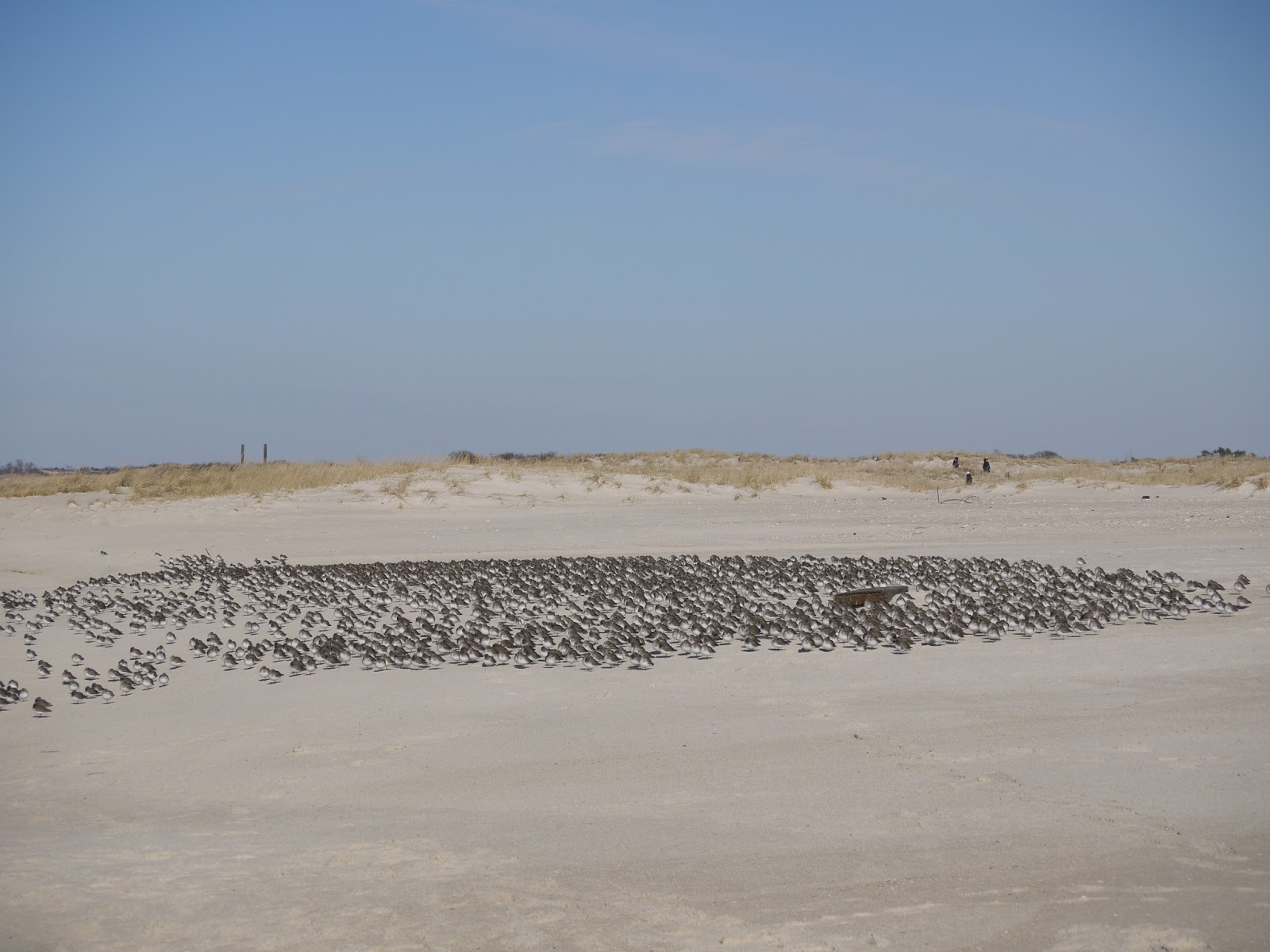 Frogma: Dunlin Murmuration, Jones Beach, 1/26/2019