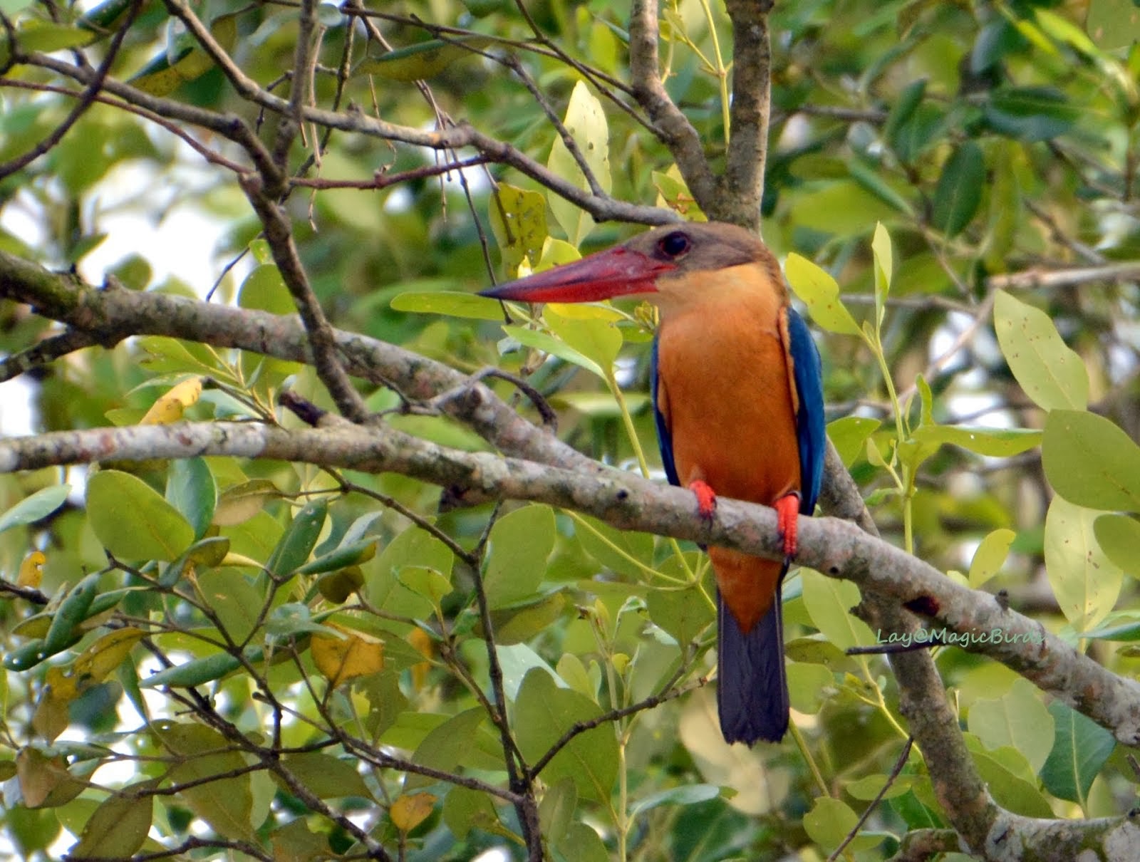 Kuala Gula Ecotourism