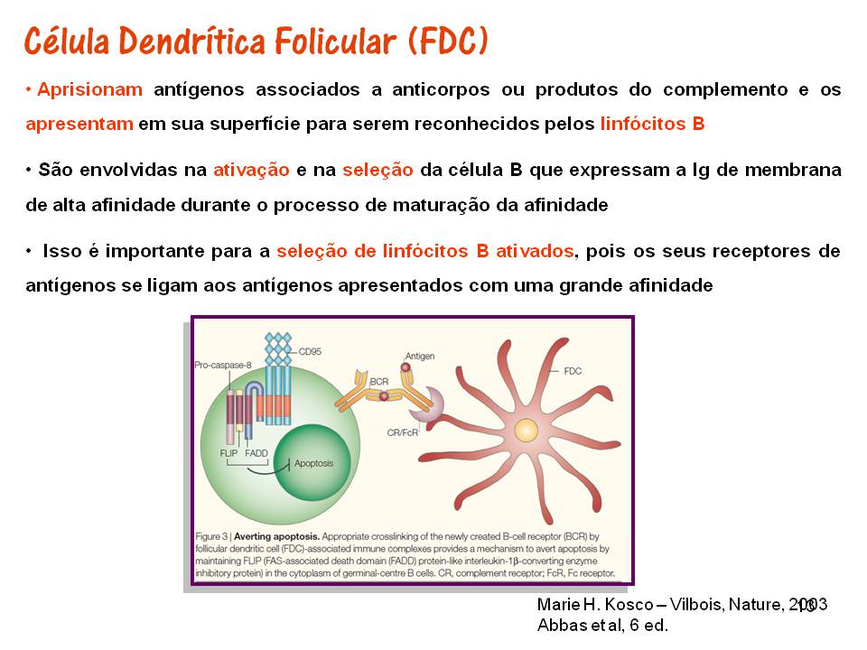 Bio prof. Viviane: Aula Células Dendríticas