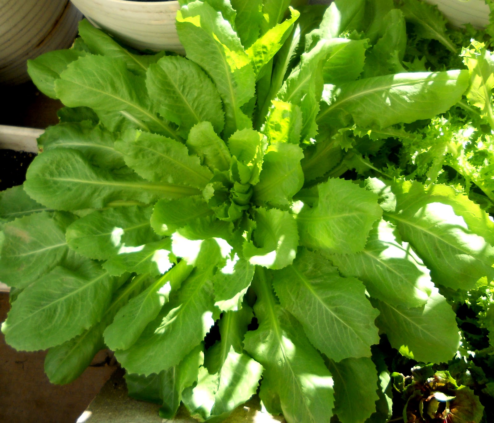 A Kitchen Garden in Kihei Maui: Growing Heirloom Endive & Escarole