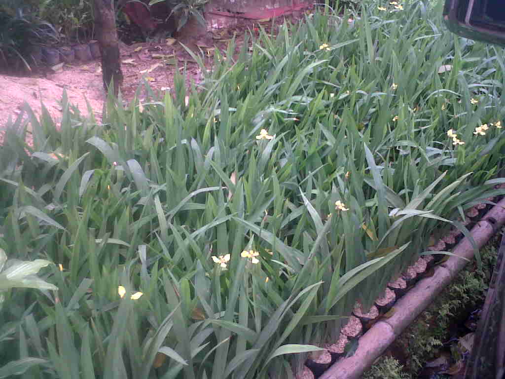 Jual Pohon Airis Murah | Pohon Hias Airis | Tanaman Pagar - Pusat ...
