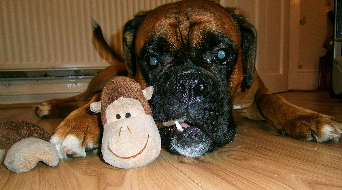 This is me Sarah mum of 3: Monster Pet Supplies - Jacksons Approval!