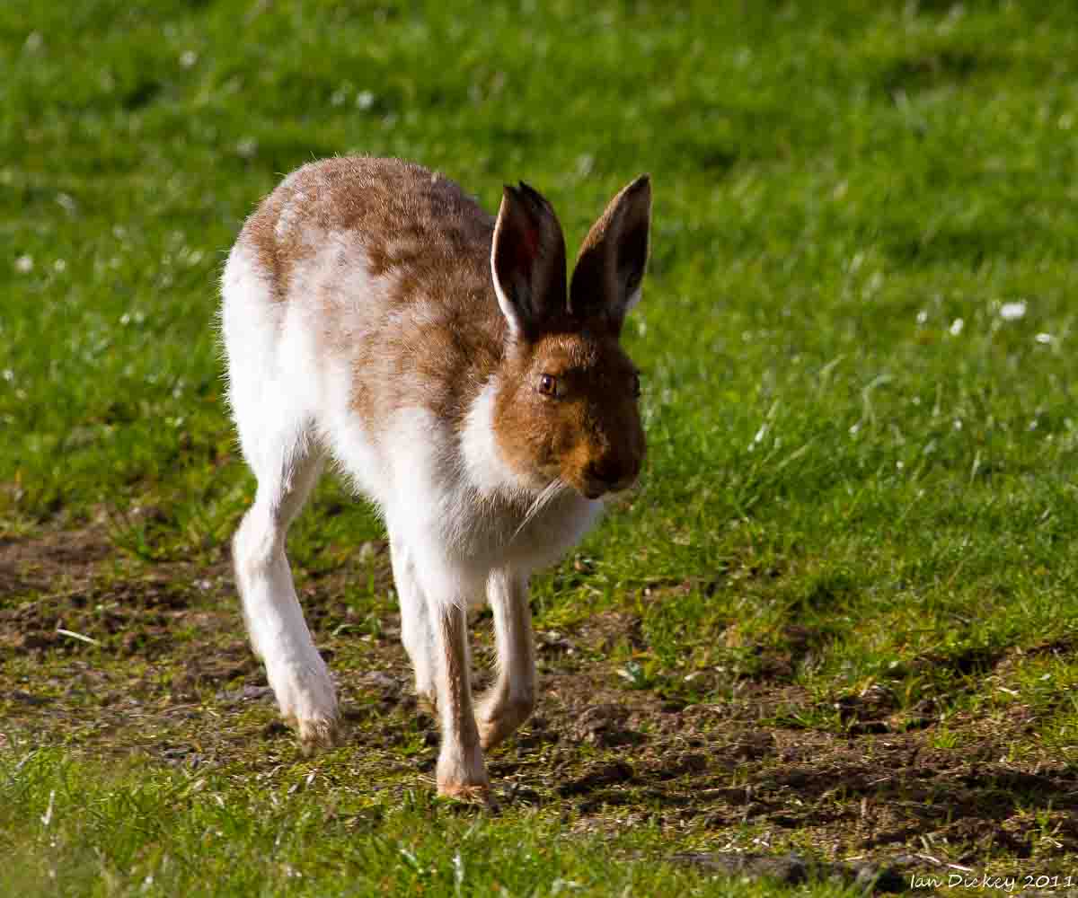 radio nicebirding: Best Hare Photos ever!