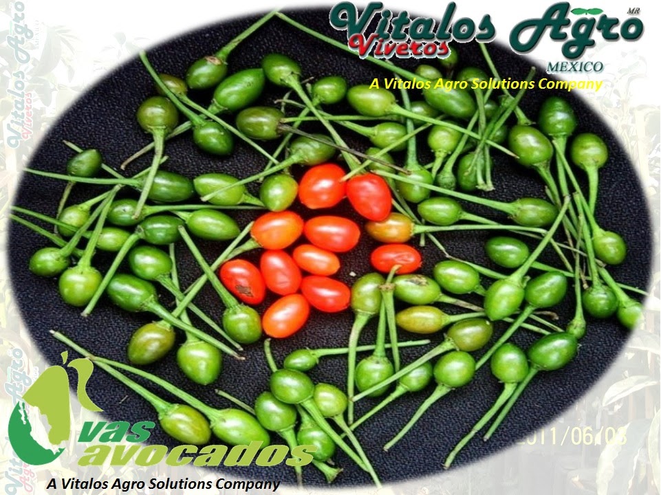 Viveros de Aguacate Hass y Hass selección Méndez: Plantas de Chile ...