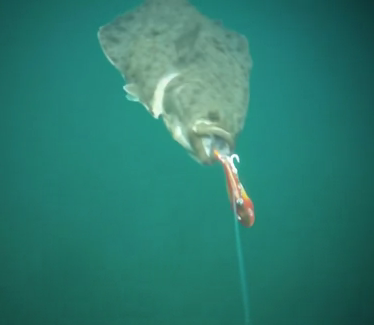 International Fishing News: VIDEO: Alaska halibut attacks in this ...