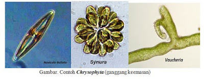 Ganggang Keemasan (Chrysophyta)
