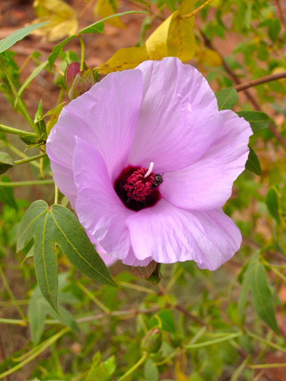 Schoers' Travels: THE PILBARA - RED ROCKS BLOOMING