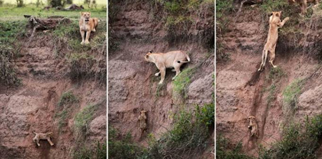 Lion rescues helpless Cub from falling to Death | Natural Wonder