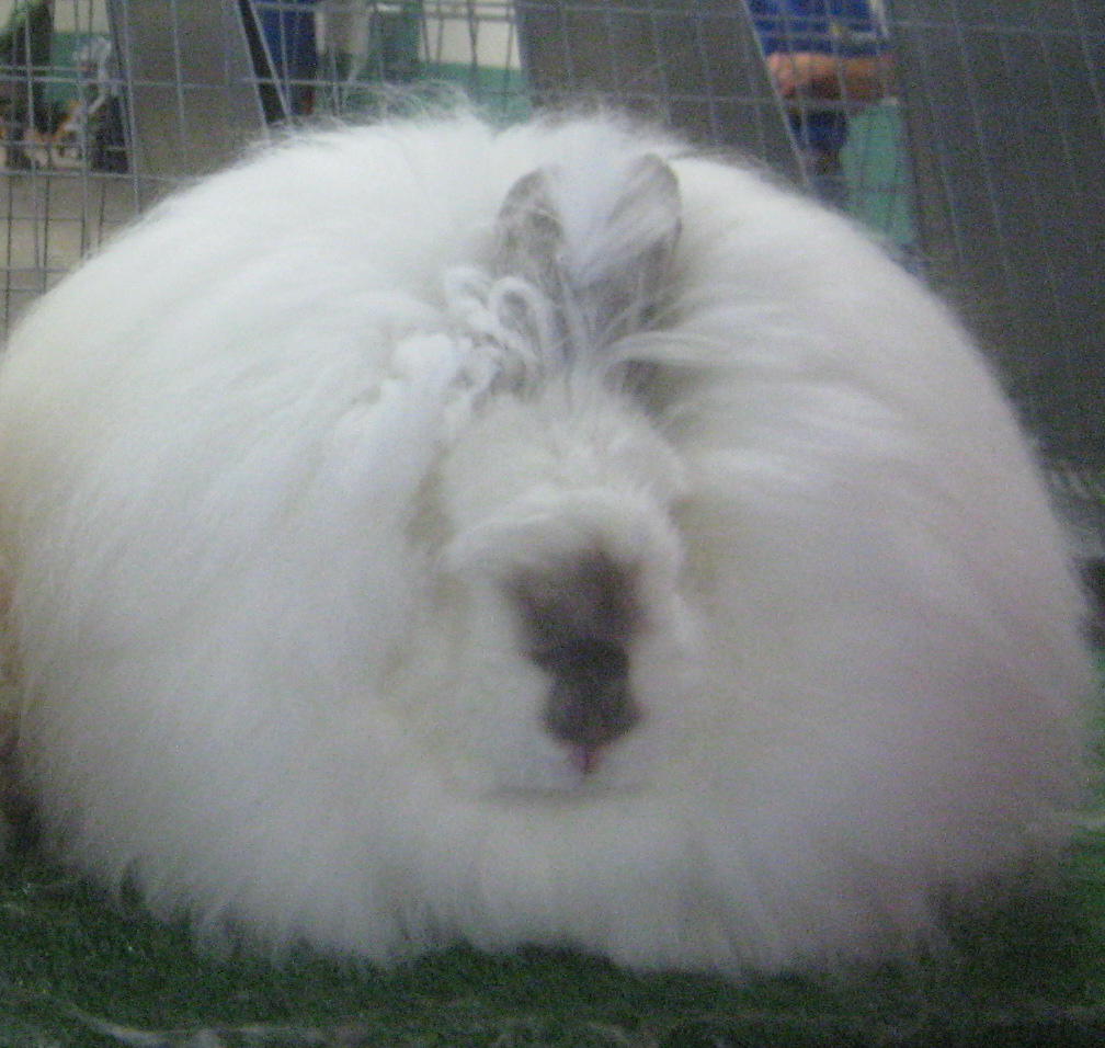 Blue French Angora Rabbits