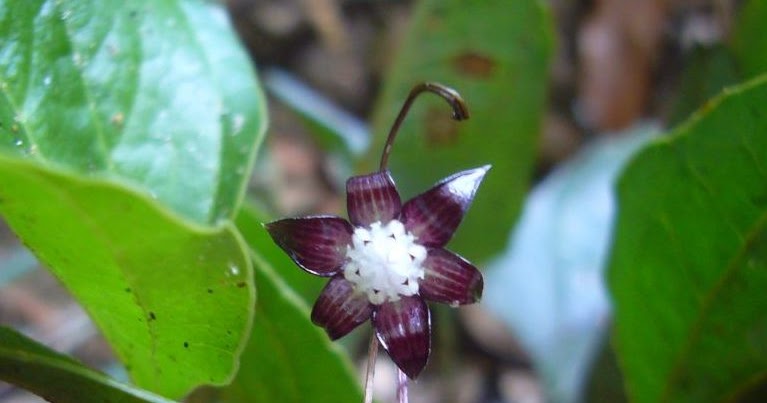 බිංපොල් [Bimpol] (Trichopus zeylanicus) ~ අපේ ඔසුපැළ Medicinal Plants ...