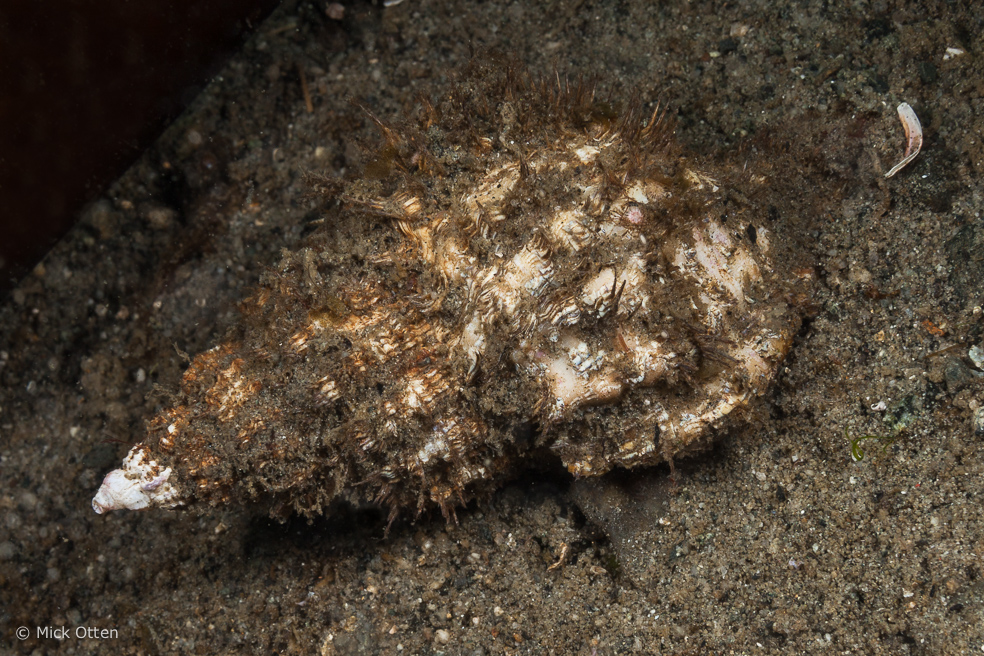 Mick's marine biology: May 2014