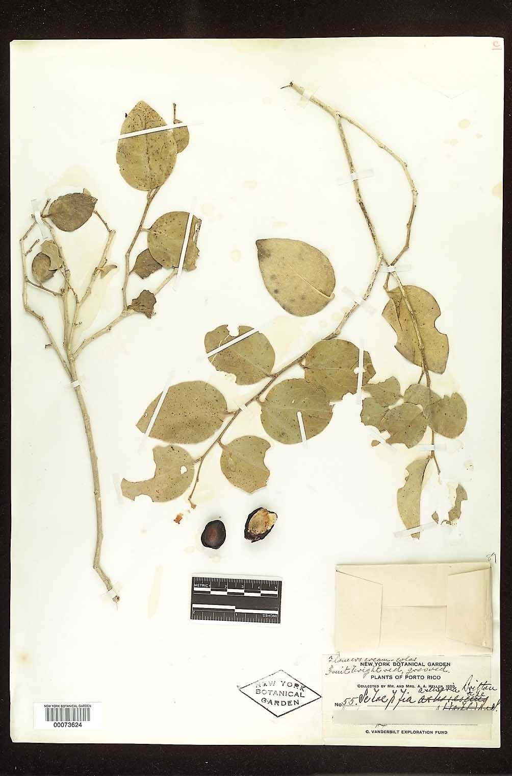 PLANT FAMILIES OF PUERTO RICO AND FLORIDA PAPO VIVES: SCHOEPFIACEAE NUM ...