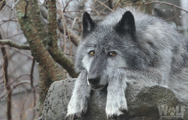 White Wolf : Wolf Hunt Quota Set To Kill Twenty Percent of Alaska’s ...