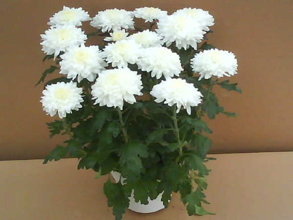 BUNGA KRISAN ATAU TEKWA: 2015