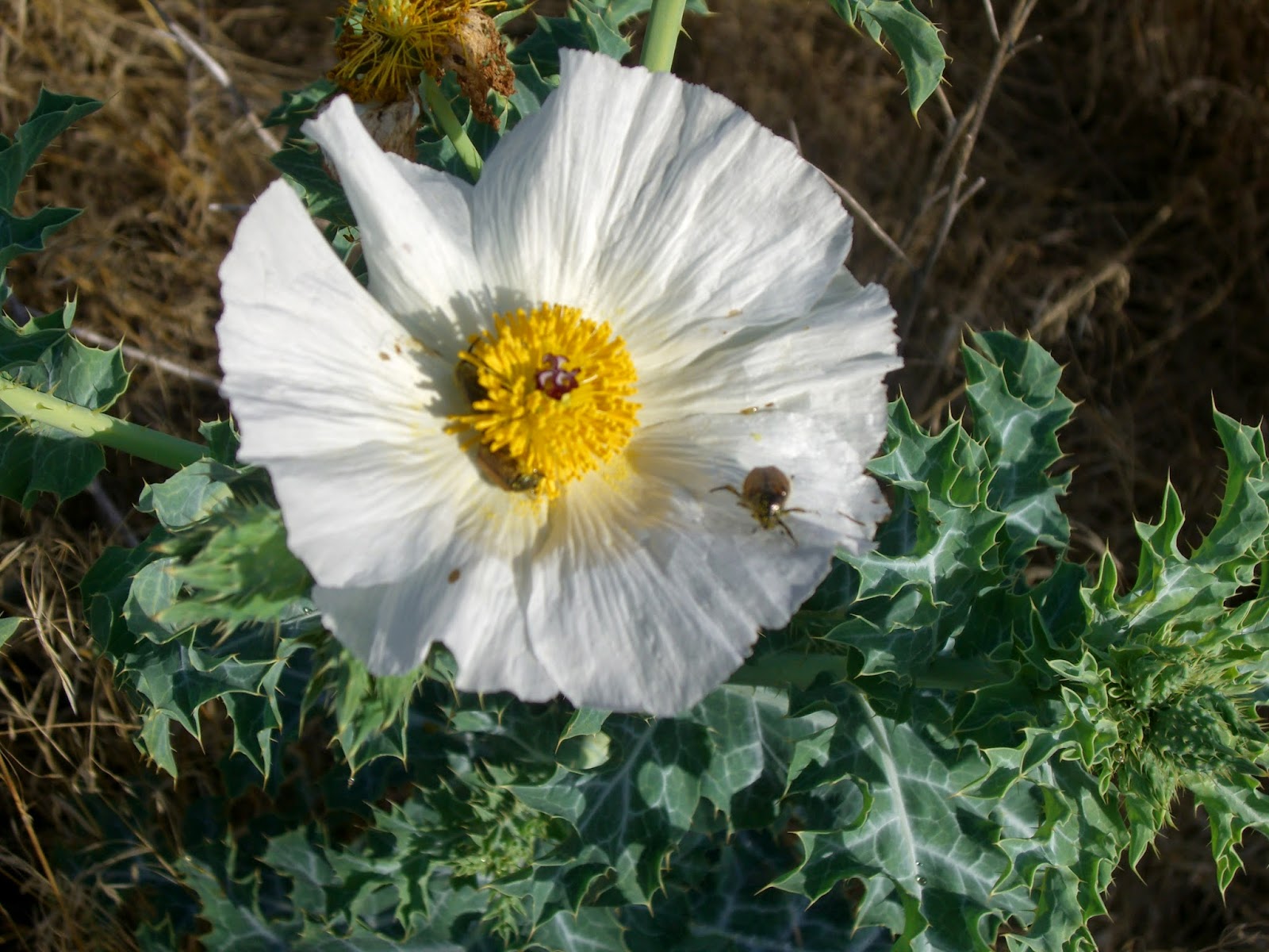 Author Lynda Beck Fenwick: Prickly Poppies