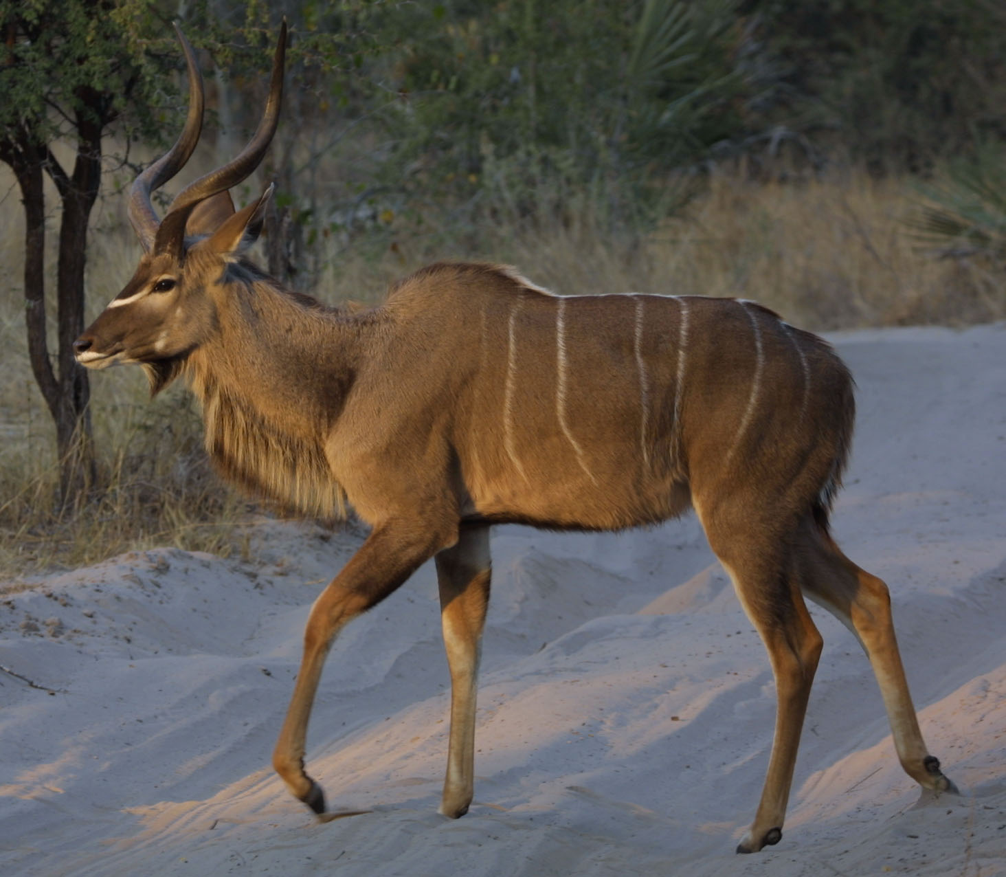 Kudus of Africa | Free National Geographic Pix