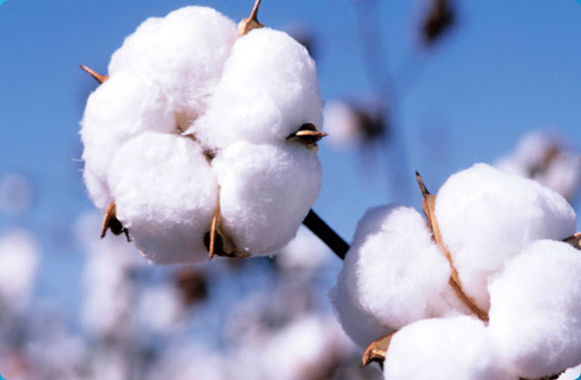 Colours May Vary: The Fluffy Stuff: A Closer Look at Cotton