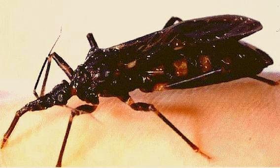 PLAAN : Chirimacha - Triatoma infestans