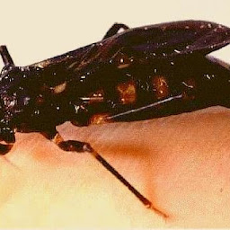 Animales y Plantas de Perú PLAAN