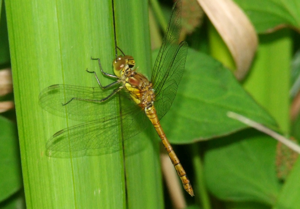 Urban Wildlife Jottings: Dragonflies emerging from our garden pond