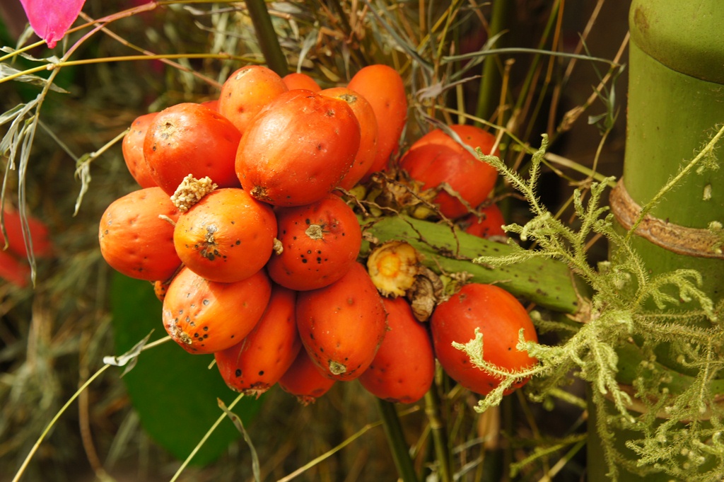 OUR PHILIPPINE TREES: Pahiyas First Time or Nth Time Makes No Difference