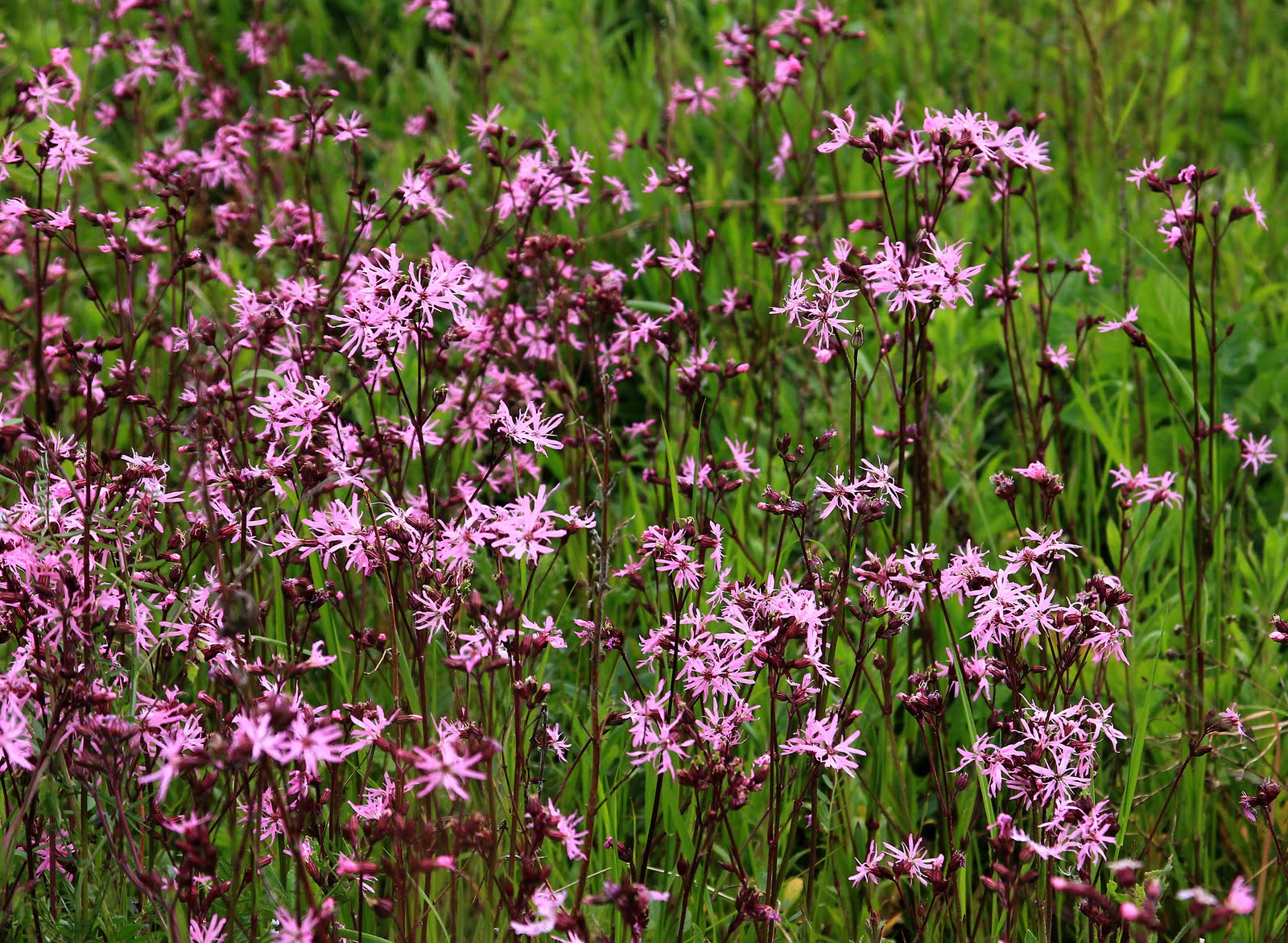Friends of Chorlton Meadows: Ragged Robin