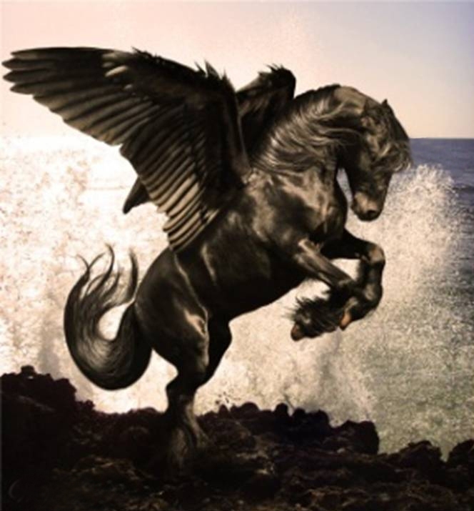 ACADEMIA PEGASUS: HISTÓRIA DA PEGASUS