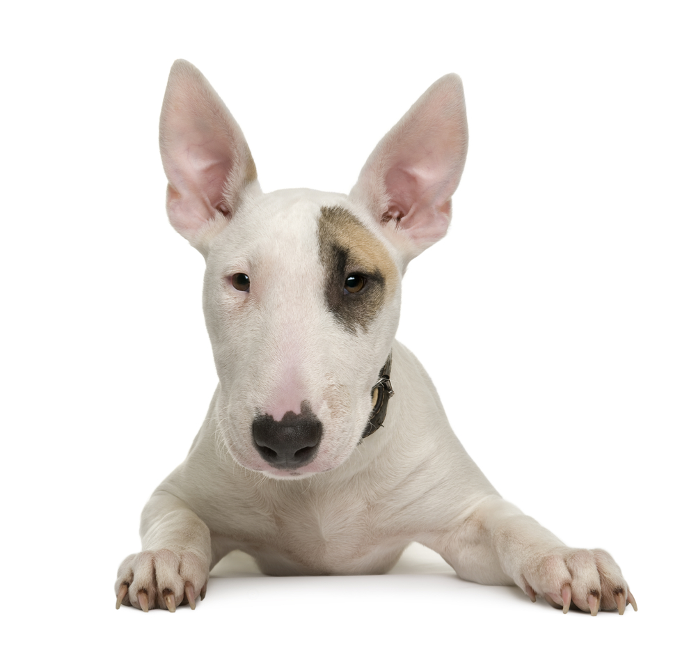 Fotos De Perros Bull Terrier