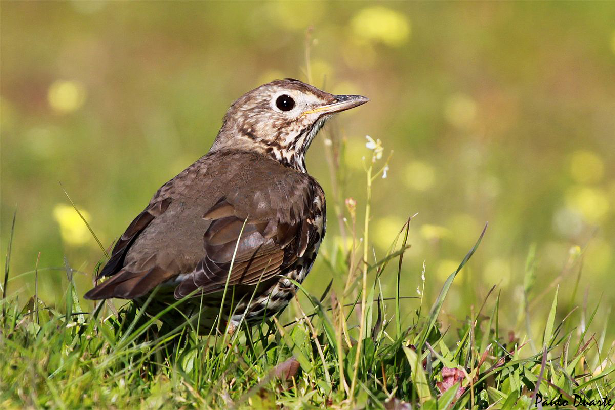 A arte de debicar: Tordo-comum ou Tordo-musical