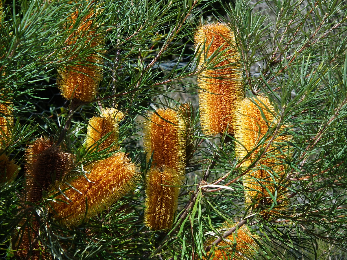 Meander to the Max: A Farewell to Warrawong, Part 1