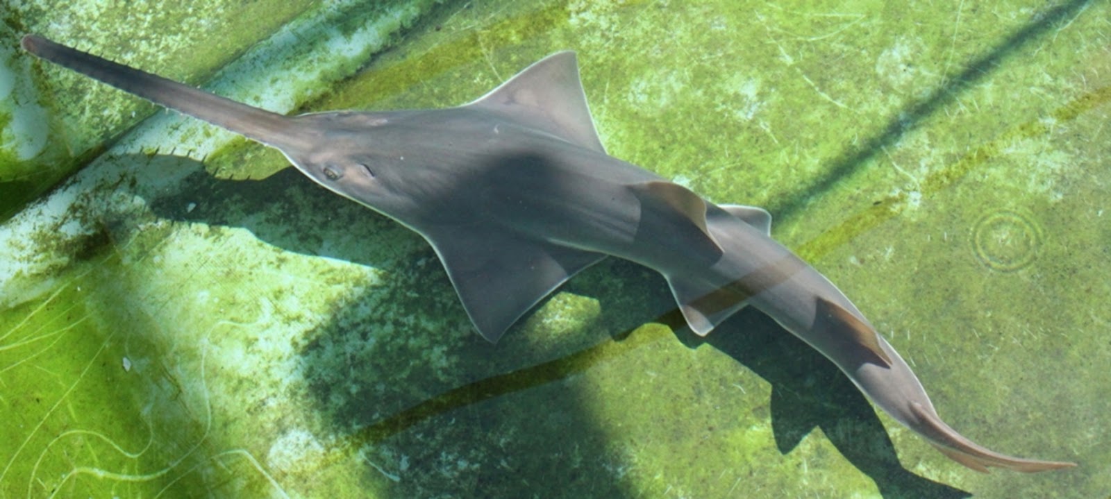 Biodiversity Science: eDNA to detect largetooth sawfish