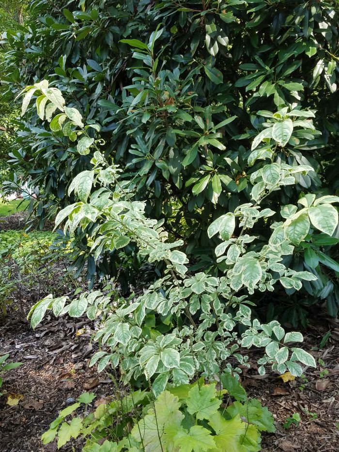 Future Plants by Randy Stewart: Orixa japonica