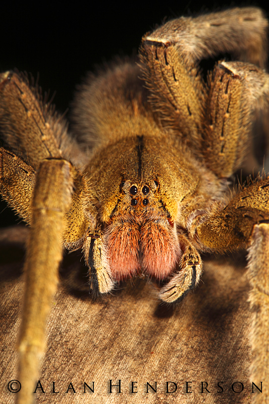 Minibeast Wildlife - Rainforest Encounters: Costa Rica Day 11 ...