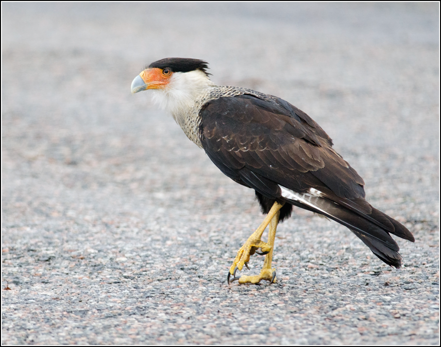 Explorations of an Ecologist: Crested Caracara in Wawa(!)
