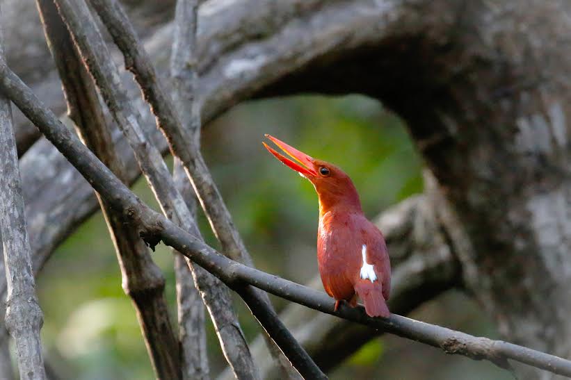 HAFIZ'S CHERATING ACTIVITIES: cherating mangrove river cruise/ nature ...