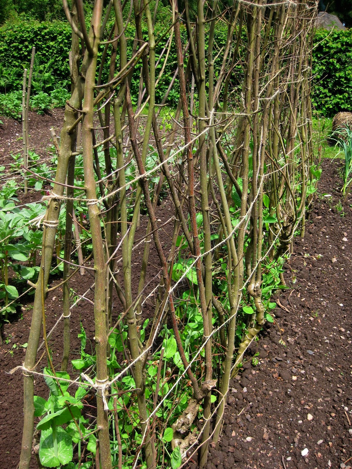 up the garden path:: sticks and string