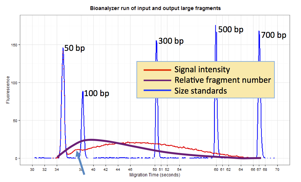 RRResearch: Input DNA fragment sizes and shape of uptake peaks